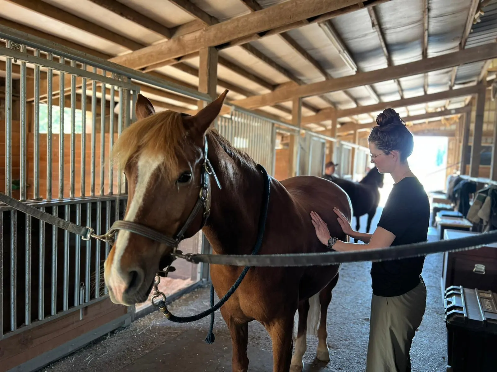 What is Equine Structural Integration? Benefits for Your Horse’s Movem